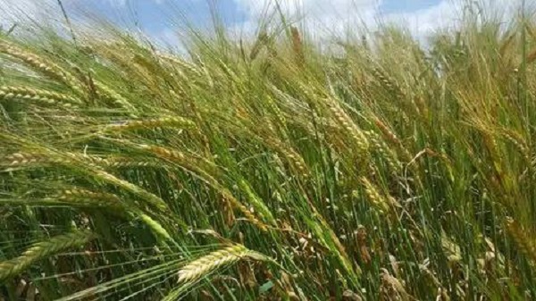 Qamadiin Godina Arsii lixaatti misoomaa jiru qamadii alaa galu bakka bu ...