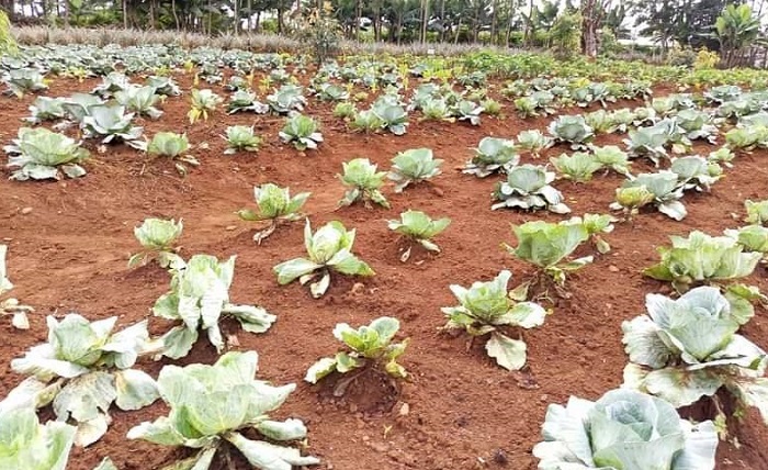 Manni sirreessaa godina Iluu Abbaa Booraa hjii sirreessuun ala ...