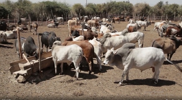 Galii qabeenya beelladaarraa argamu guddisuun gumaacha dameen kun ...