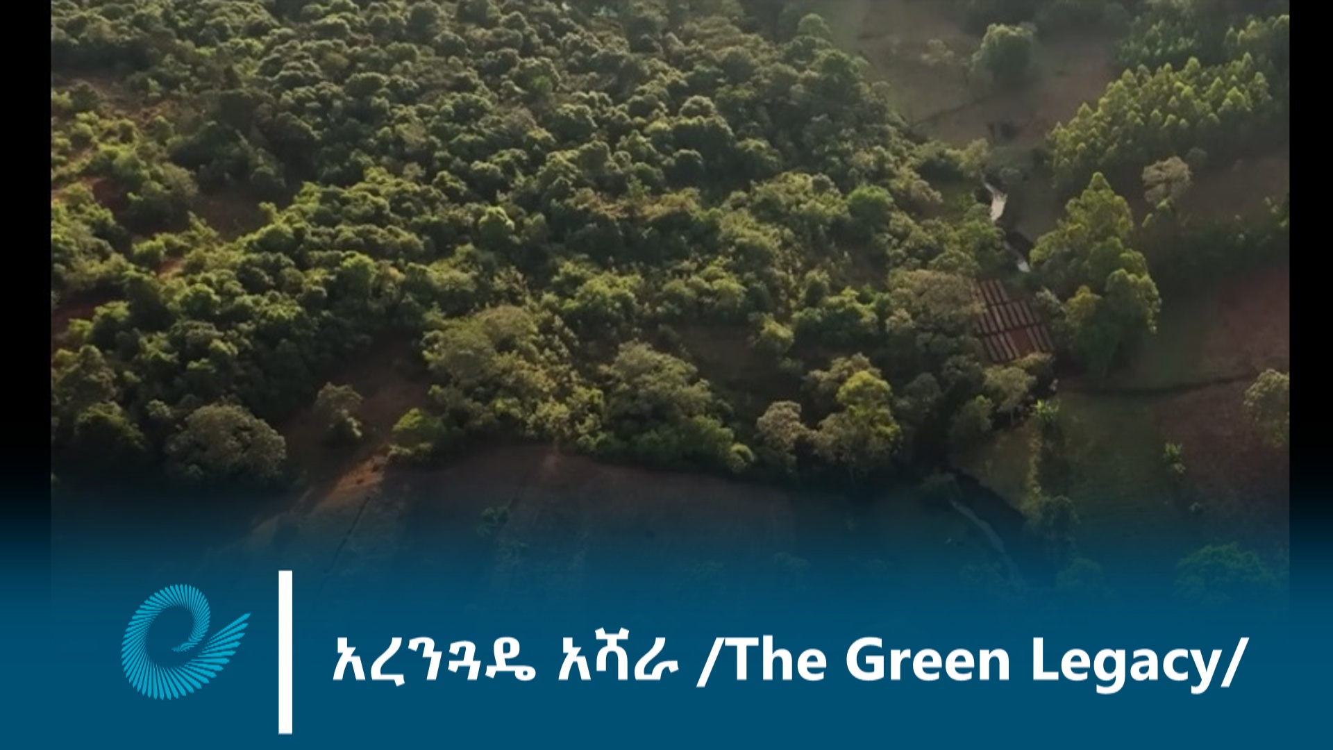አረንጓዴ አሻራ /The Green Legacy/ - ኢዜአ አማርኛ - ENA