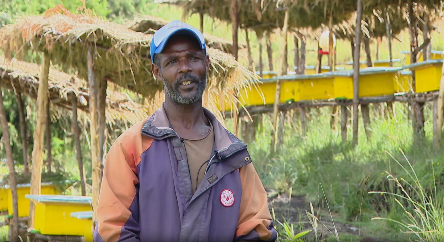 በማህበር ተደራጅተው ተራሮችን በማልማት ጎርፍን ከመከላከል ባለፈ ለንብ ማነብ ምቹ አካባቢ የፈጠሩ አርሶ አደሮች - ኢዜአ አማርኛ - ENA