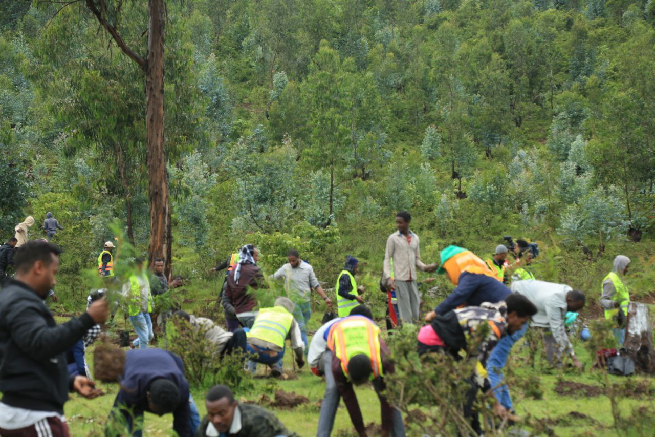 Active Participation of People in Planting of Seedlings Great ...