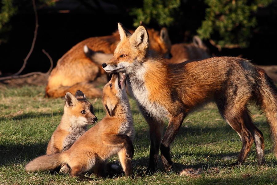 Simien Mountains Nat'l Park Introduces GPS Tracking System to Protect ...