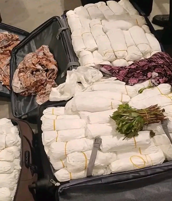 Namoonni karaa seeraan alaa Jimaa kiilogiraama 500 ol biyyaa baasuuf ...