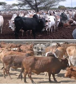 Sirni odeeffannoo gabaa ammayyaa beelladoota dhaabbii hojii irra ...