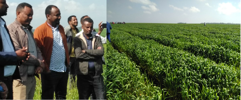 Qamadii Industiriifi gabaa alaaf dhiheessuuf hojjetamaa jira - ENA ...