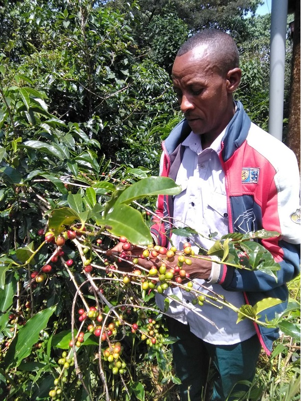“Haga qulqullinni Bunaa dabalu gatiin bunaas akka dabalu hubachuun ...