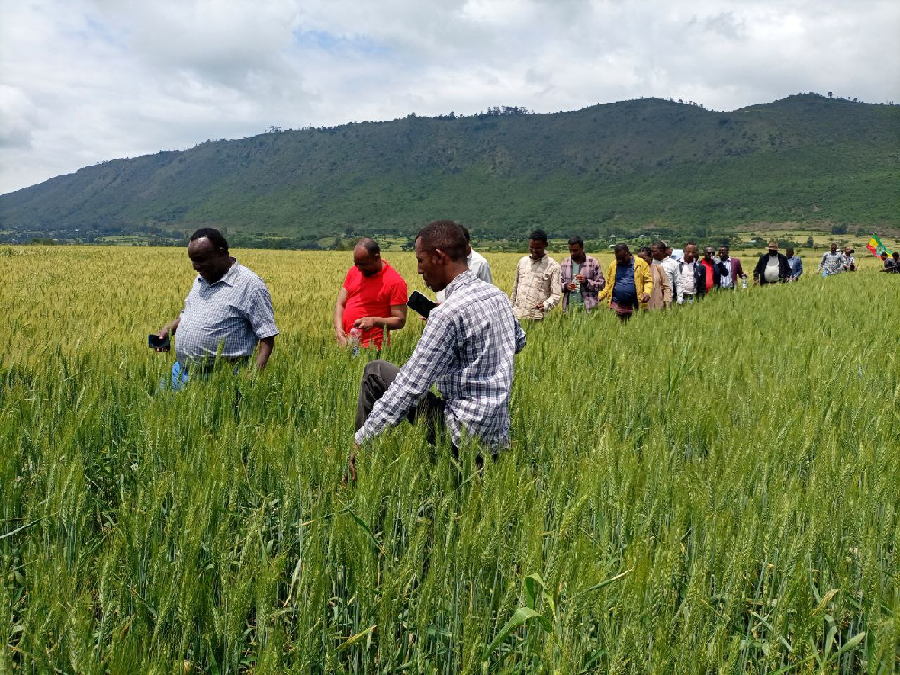 Qamadiin Intarpiraayiziiwwan Dargaggootaan Misoome Daawwatamaa Jira ...