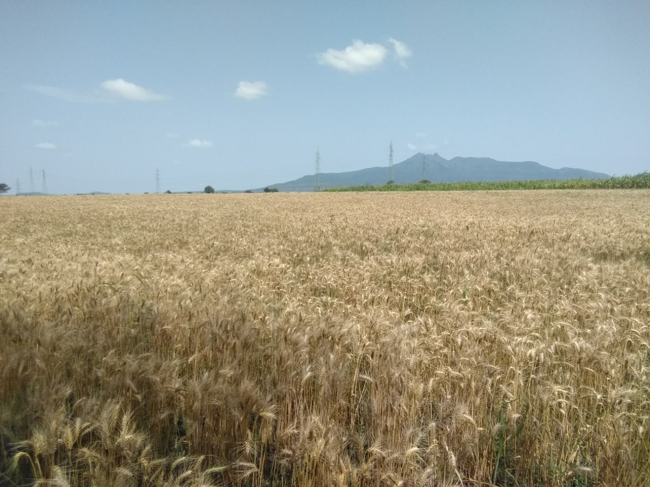 Godinichatti Sanyii Filatamaa Qamadii Kuntaala miiliyoona 1 tuqaa 1 ...