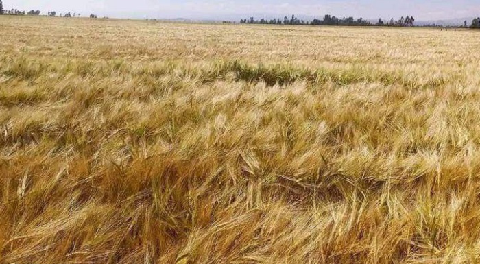 Qonnaan bulaan kisooma qamadii cinaatti garbuu biiraa akka oomishan ...