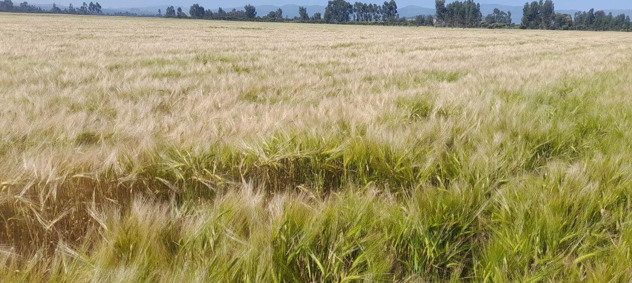 Godinichatti dargaggoonni gurmaa'anii hojii qonnaa hojjechaa jiran ...