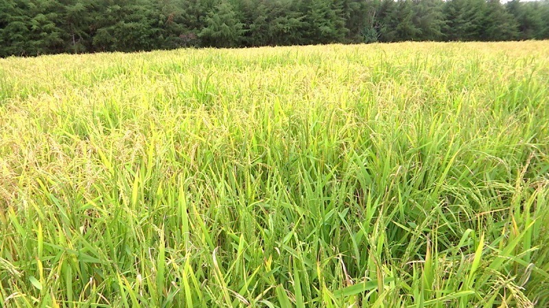 Manni sirreessaa godina Iluu Abbaa Booraa hjii sirreessuun ala ...