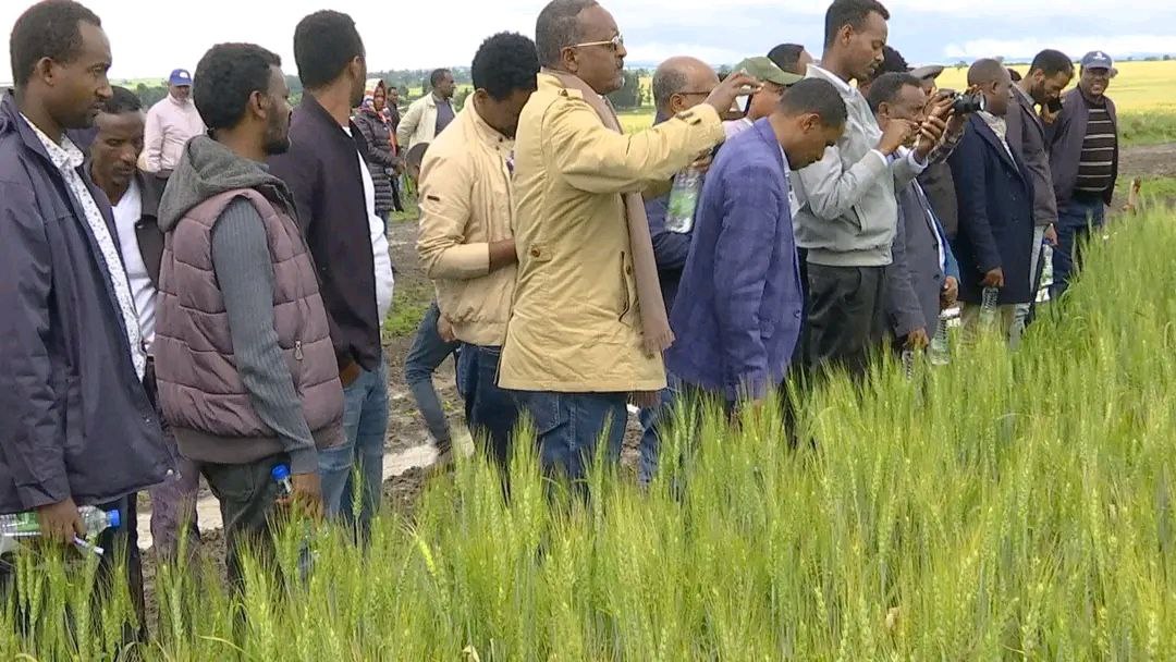 Sanyii qamadii fooyya’aa deeggarsa giddugaleessa qorannoo qonna ...