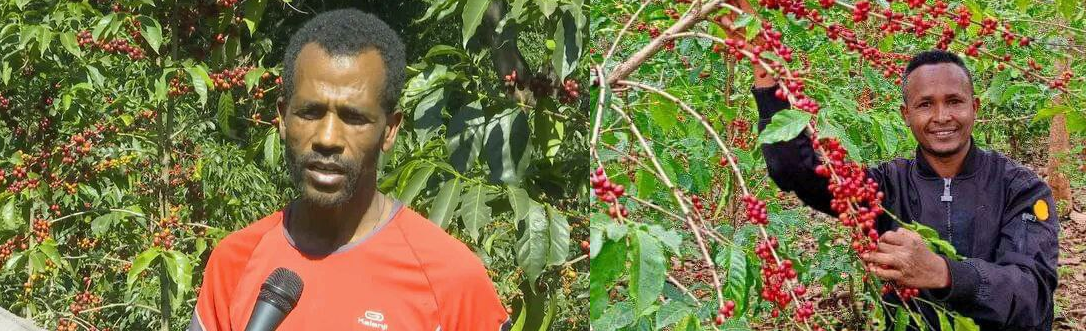 Rakkoo qulqullina bunaa qonnaan bultoota godina Baalee furuuf hojmaanni ...