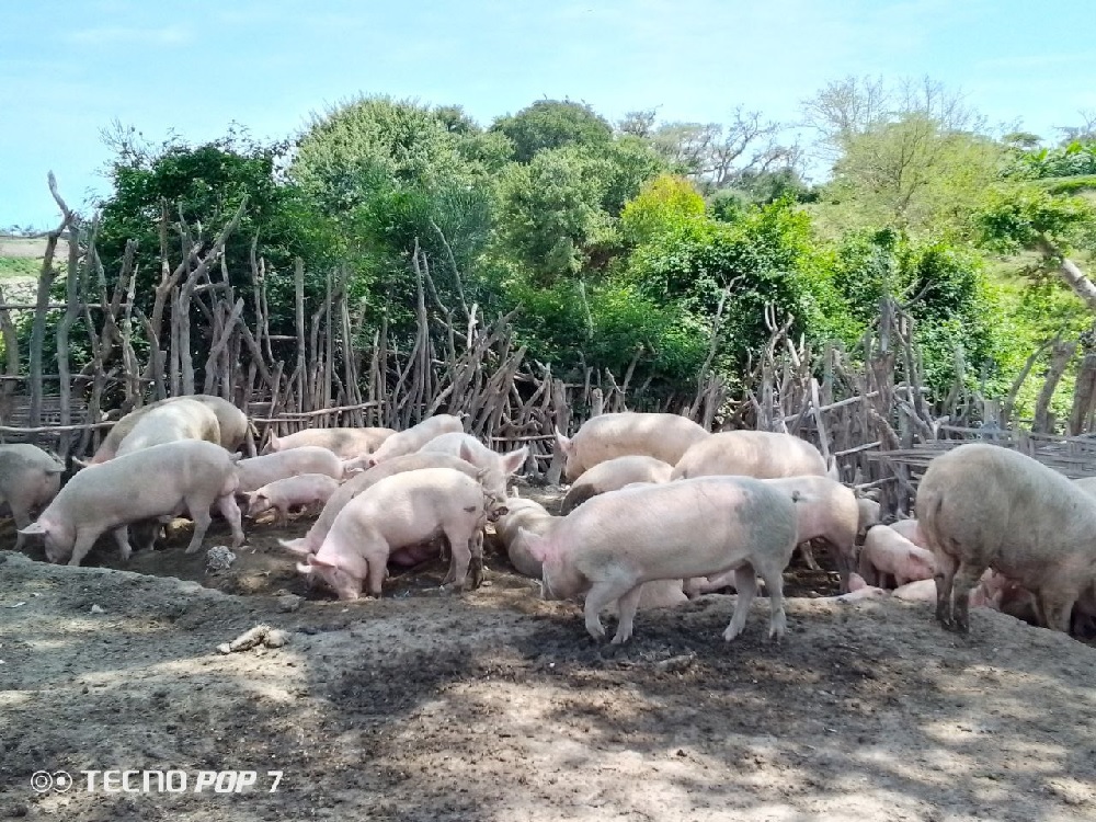 Qonnaan bultoonni Godina Shawaa Bahaatti booyyee horsiisan bu’a ...