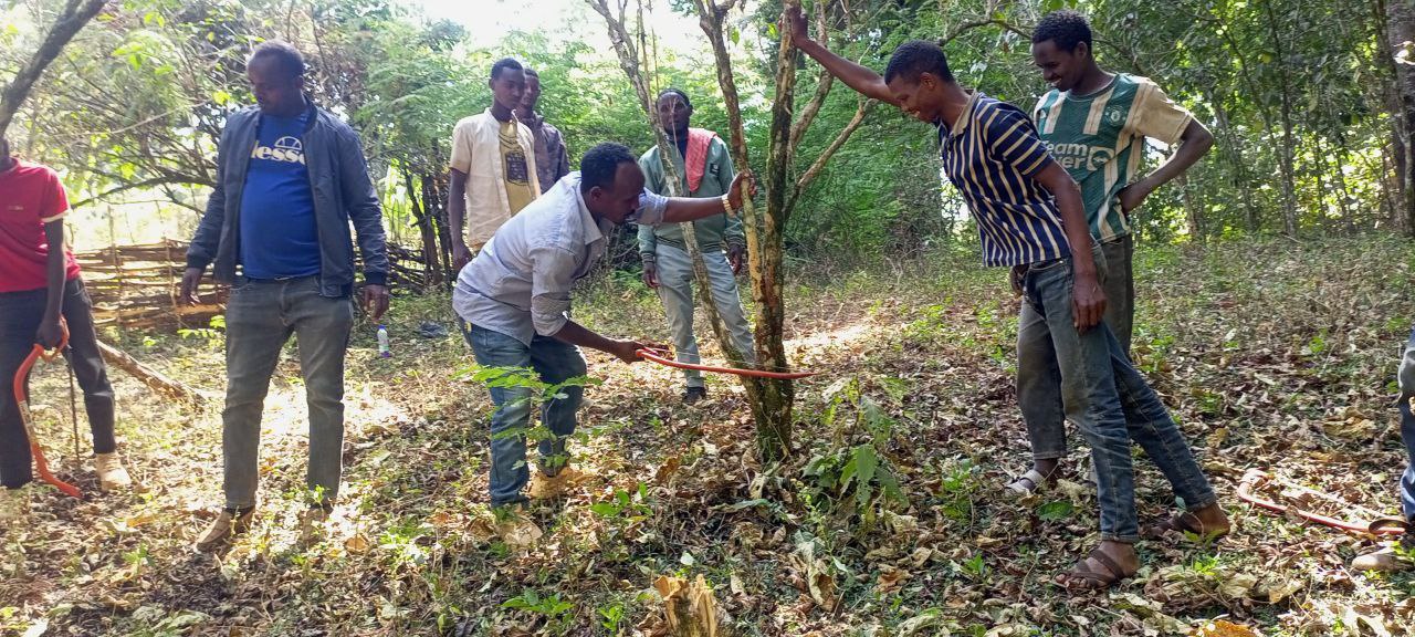 Godina Baaleetti oomishtummaa Bunaa guddisuuf mukni Bunaa dullooman ...