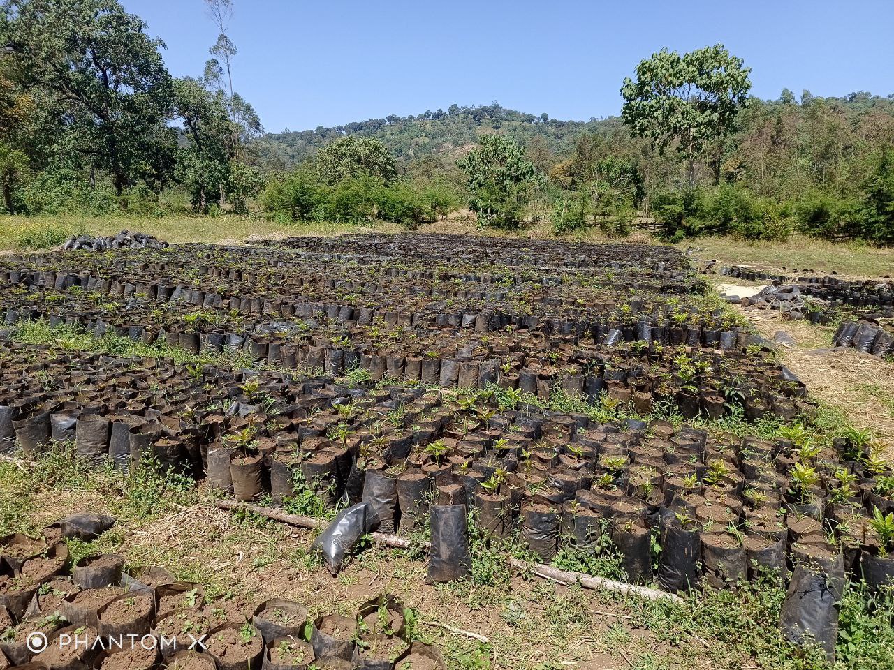 Godina Gujiitti biqiltuun Bunaa fooyya’aan miiliyoona 48 ol qophaa’e ...