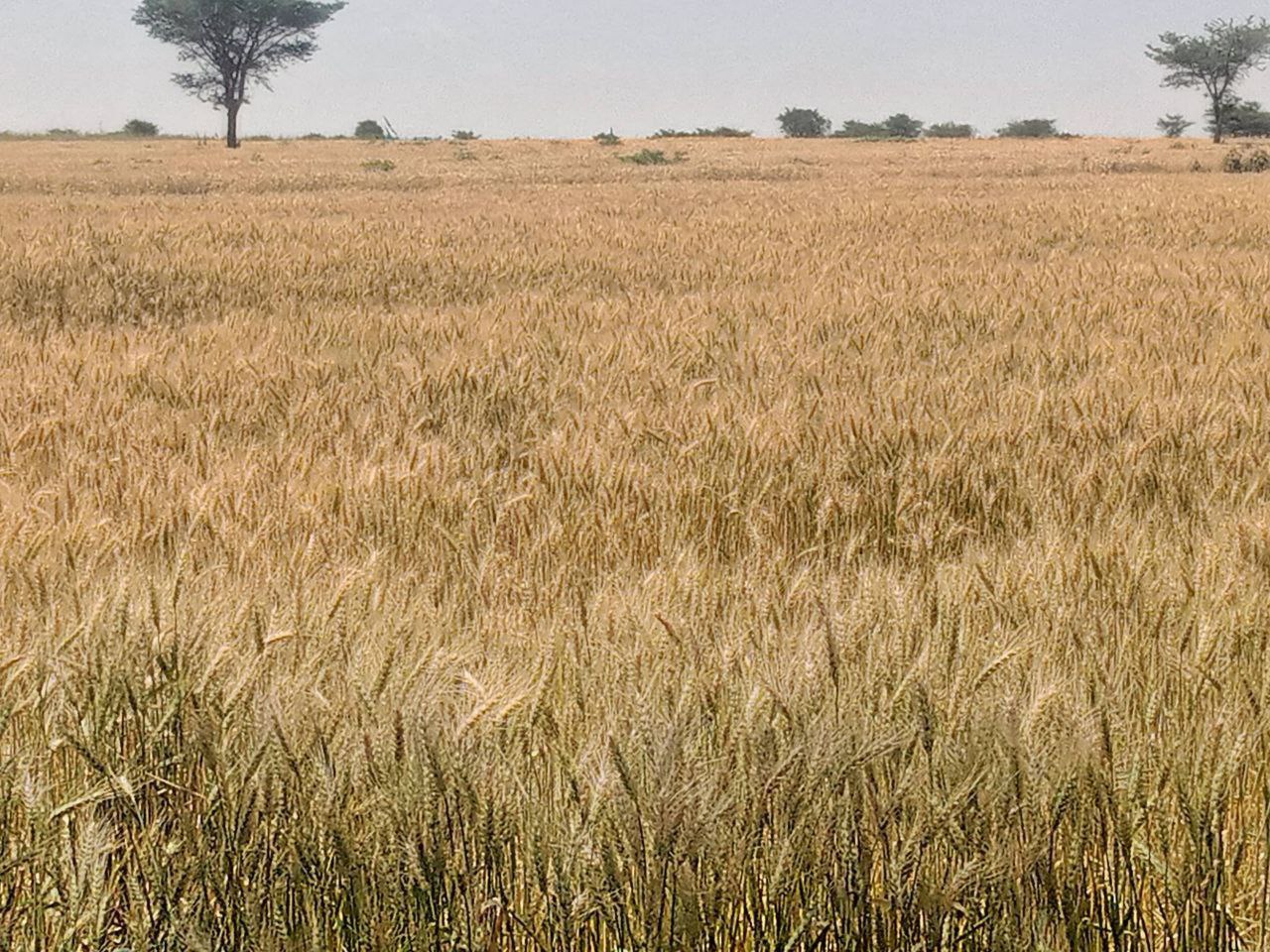 Misoomni Qamadii jallisii bonee Wabii nyaataa mirkaneessuun alatti ...