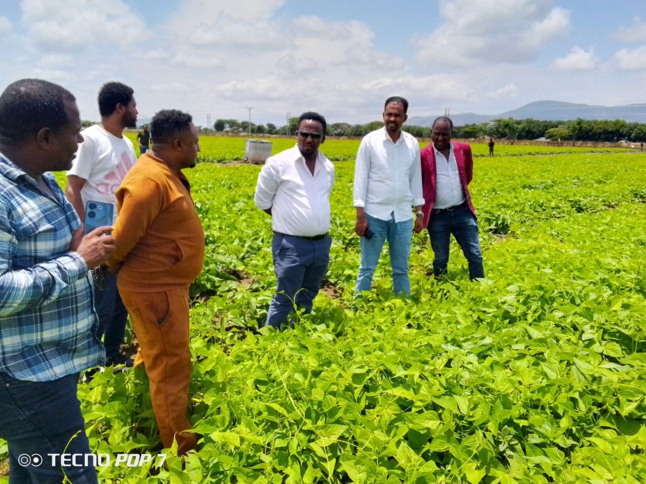 Godina Shawaa Bahaatti midhaan gabaa alaaf dhihaatu qulqullina, akaakuu ...