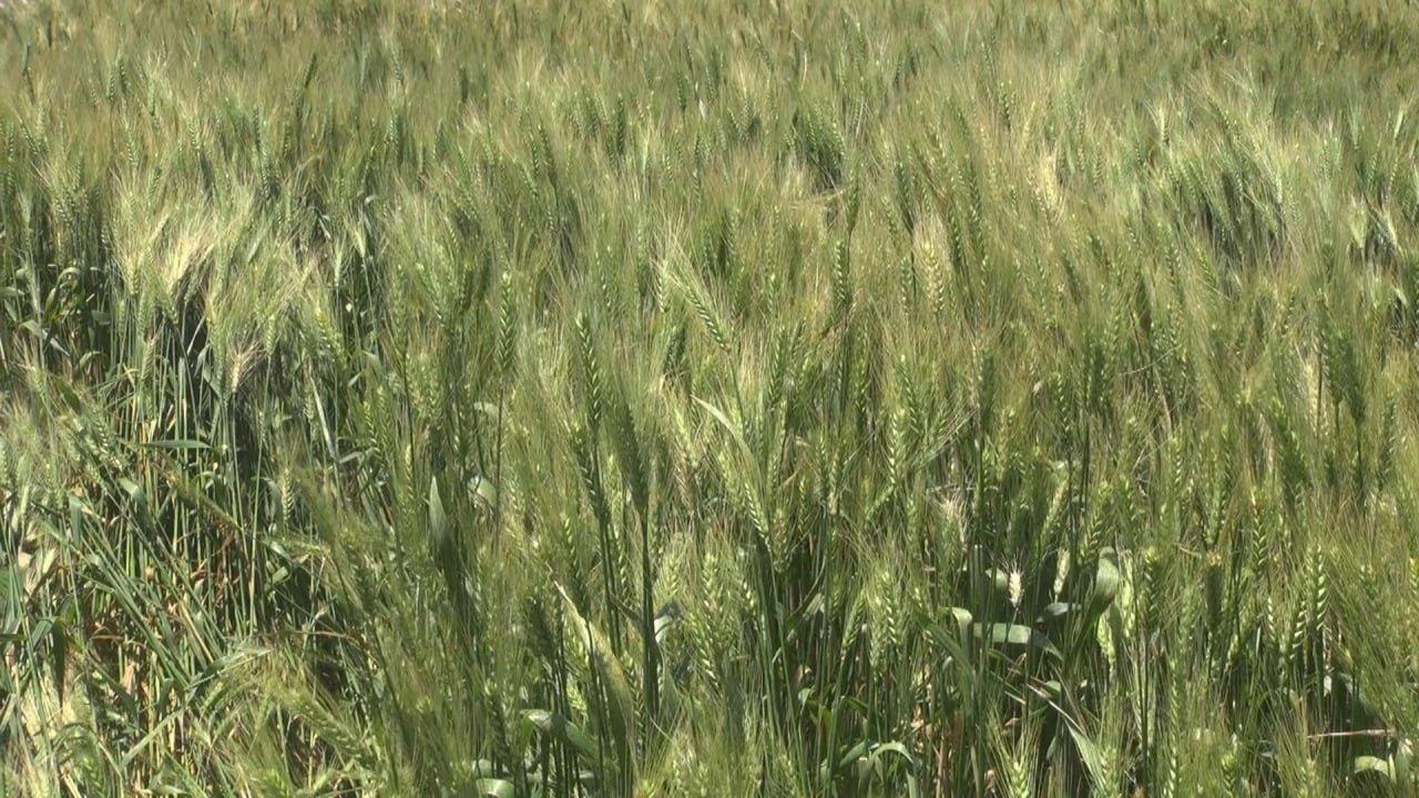 Deeggarsa sanyii filatamaa fi xaa’oo intarpiraayizichi taasiseefitti ...