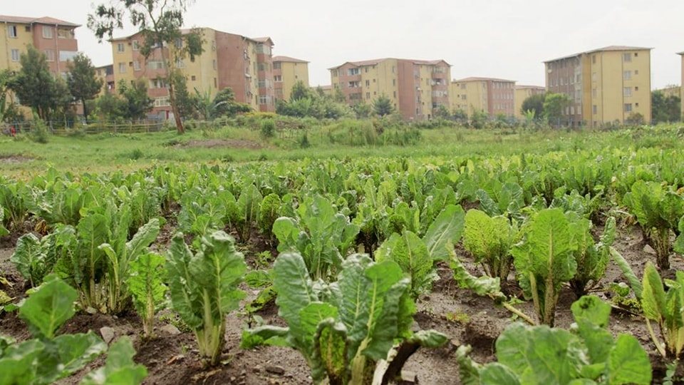 Qonni magaalaa damee dinagdee qonnaa guddisuu bira taree guddina ...