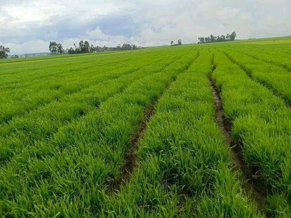 Naannoo Amaraatti qonna gannaa baranaatiin lafti heektaara kuma 806 fi ...