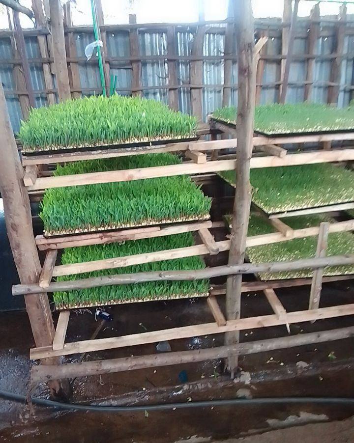 Yuunivarsiitiin Jinkaa mala nyaata beelladaa biyyoo malee oomishuun ...