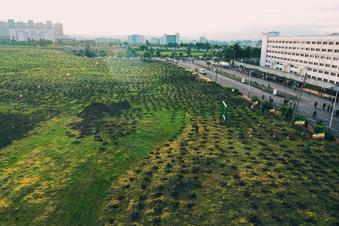 Aadde Adaanech Abeebee duula guyyaa tokkotti biqiltuu miliyoona 600 ...