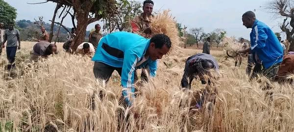 Godina Wallagga Lixaatti qamadiin jallisii Boneen misoome walitti ...