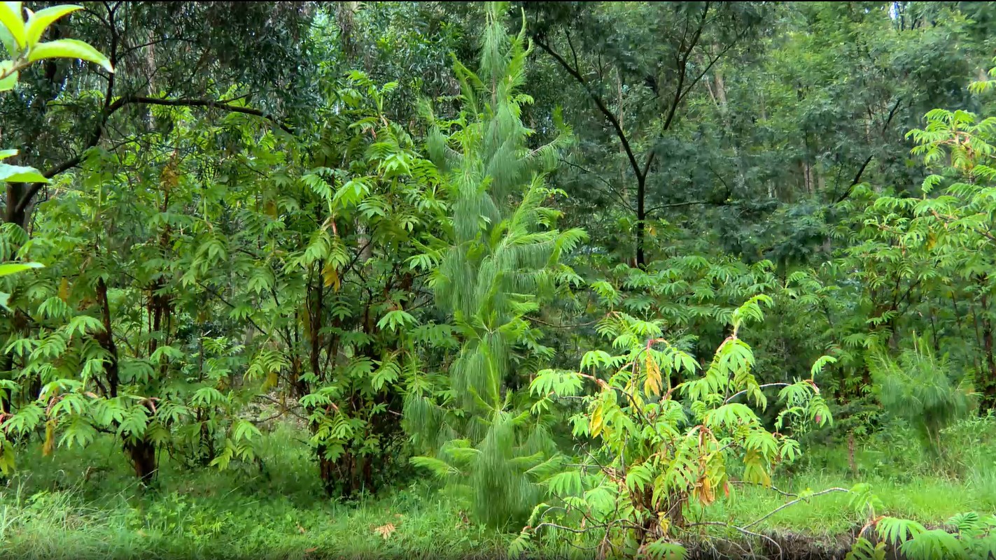 በመጀመሪያው ምዕራፍ የአረንጓዴ አሻራ መርሃ-ግብር ችግኞችን ተክለው በመንከባከብ አርዓያ የሆኑ ተቋማትን ተሞክሮ ...