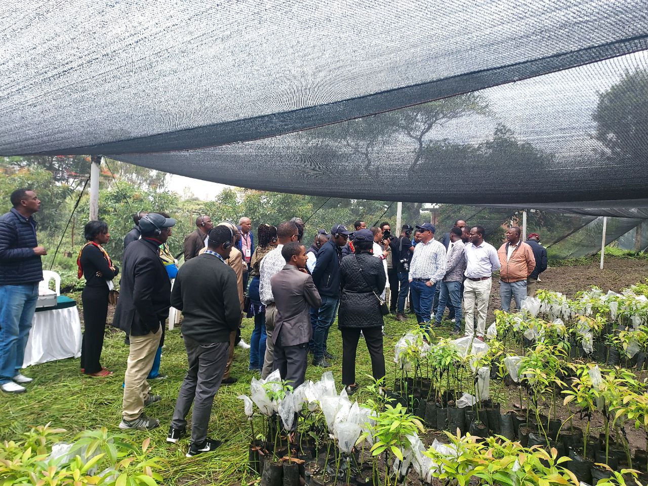 Delegations from African Countries Visit Avocado Cluster Farming - ENA ...