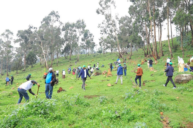 Addis Ababa City Mayor Launches 5th Round Green Legacy Plantation ...