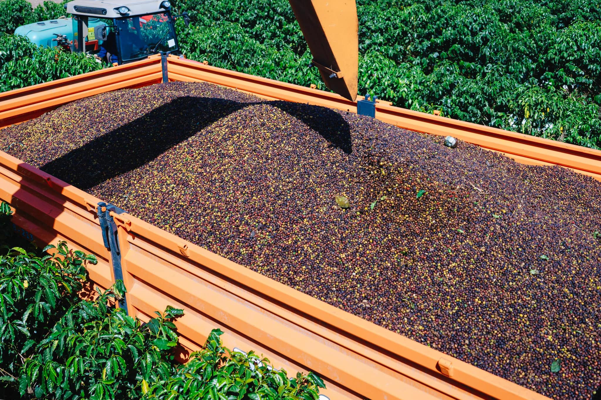 PM Abiy and First Lady Zinash Visit Productive Coffee Plantation in ...