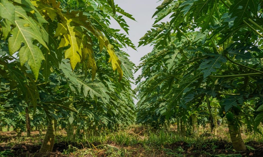 Ethiopia's Green Legacy Should be Scaled Up to Other Countries: AU Blue ...