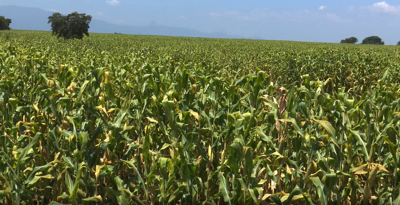Ethiopia Has Huge Potential for Maize Production, Export, Says Maize ...