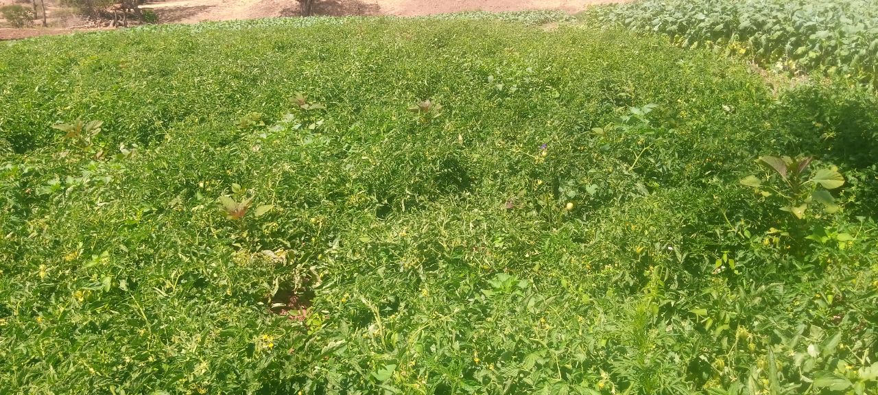 Boorana Bahaatti filannoo bishaanii jiru adda addaa fayyadamuun lafa ...