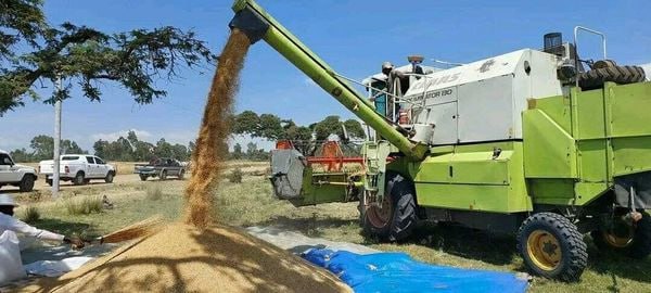 Godina Shawaa Lixaatti Midhaan Sassaabbiif Gahe Rooba Yeroo Maleetiin ...