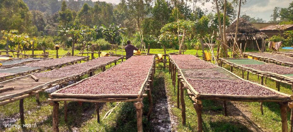 Rakkoo qulqullina bunaa qonnaan bultoota godina Baalee furuuf hojmaanni ...
