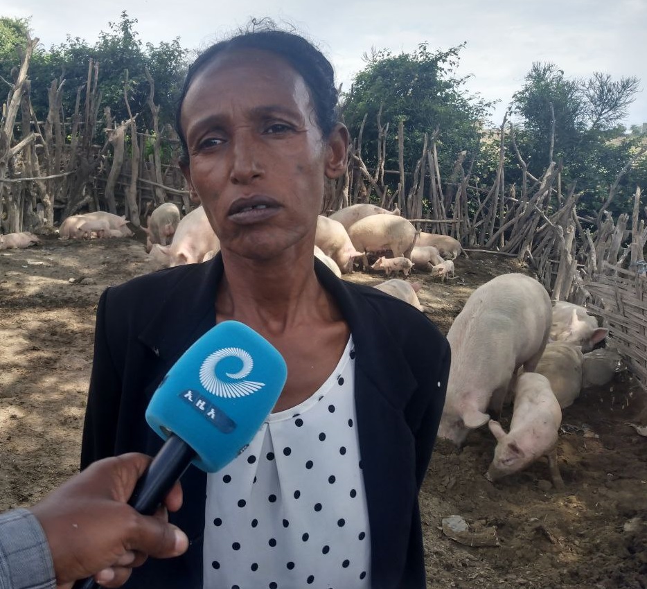 Qonnaan bultoonni Godina Shawaa Bahaatti booyyee horsiisan bu’a ...