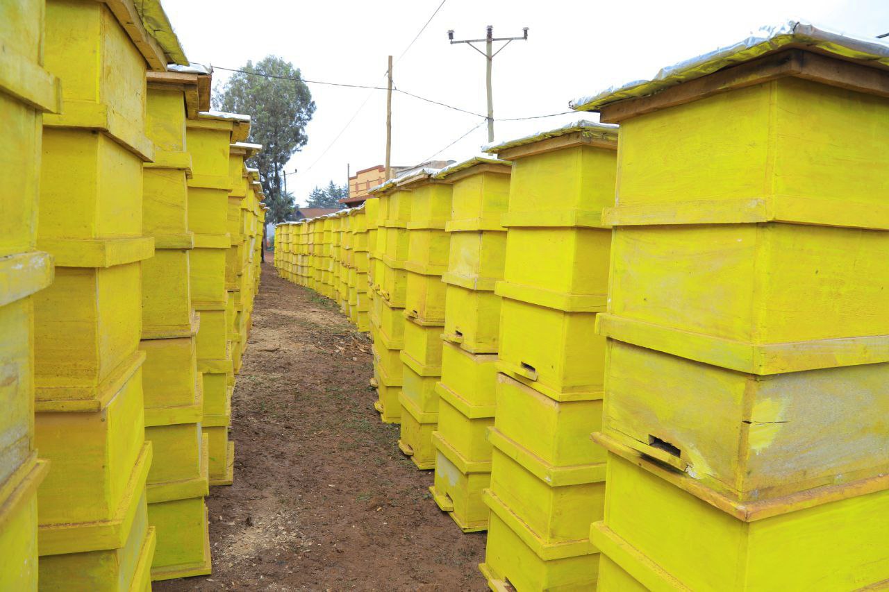 Godina Gujii lixaatti gaagurri ammayyaa kuma 25 fayyadamtootaaf kenname ...