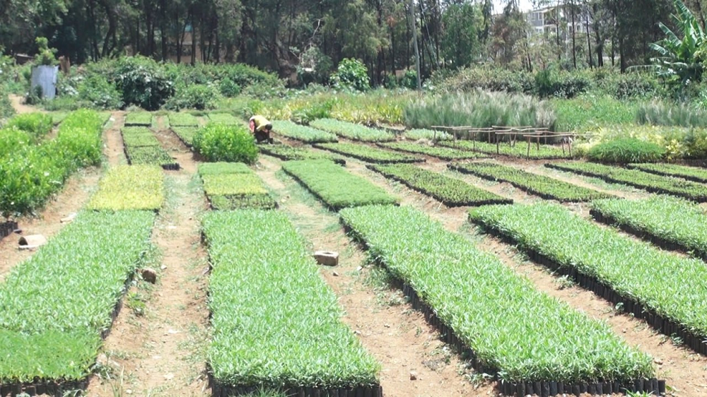 Ganna dhufu naannoo Oromiyaatti biqiltuun fuduraa miiliyoona 500 ...