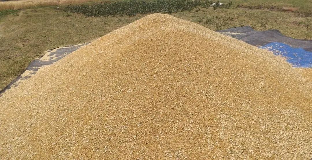 Misoomni Qamadii jallisii bonee Wabii nyaataa mirkaneessuun alatti ...