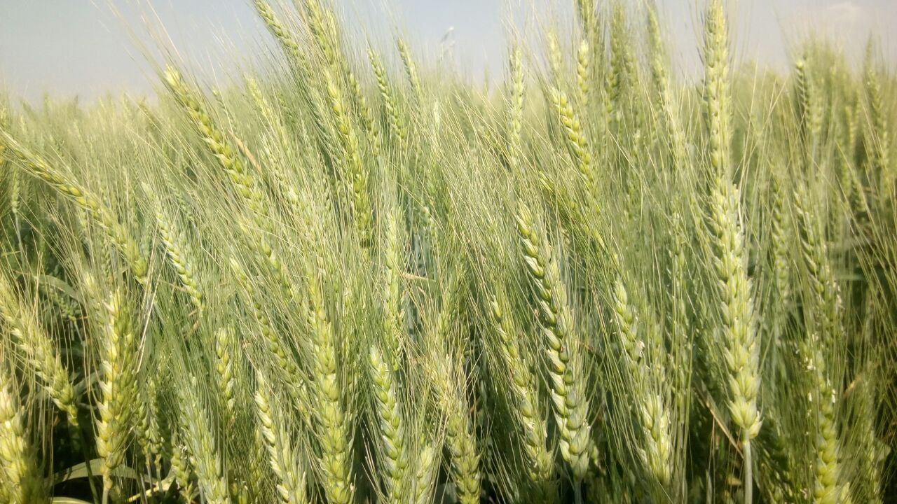 Misoomni Qamadii jallisii bonee Wabii nyaataa mirkaneessuun alatti ...