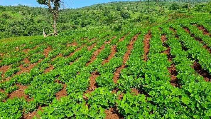 Naannoo Oromiyaatti lafa heektaara kuma 660 olirra Maashoo fi lawuziin ...