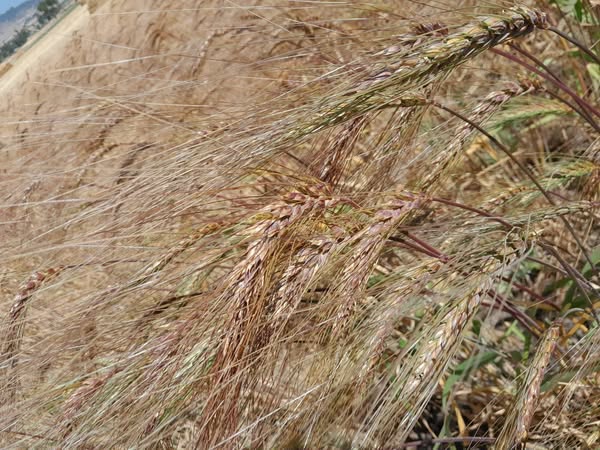 Sanyii Qorannoon fooyyessuun omishtummaa guddisuuf hojjetamaa jira ...