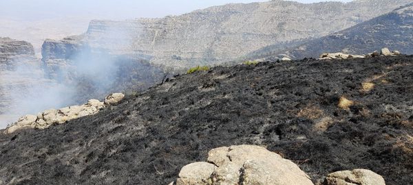 Ibidda paarkii biyyaalessaa gaarreewwan Kaabaatti qabate to’achuuf ...
