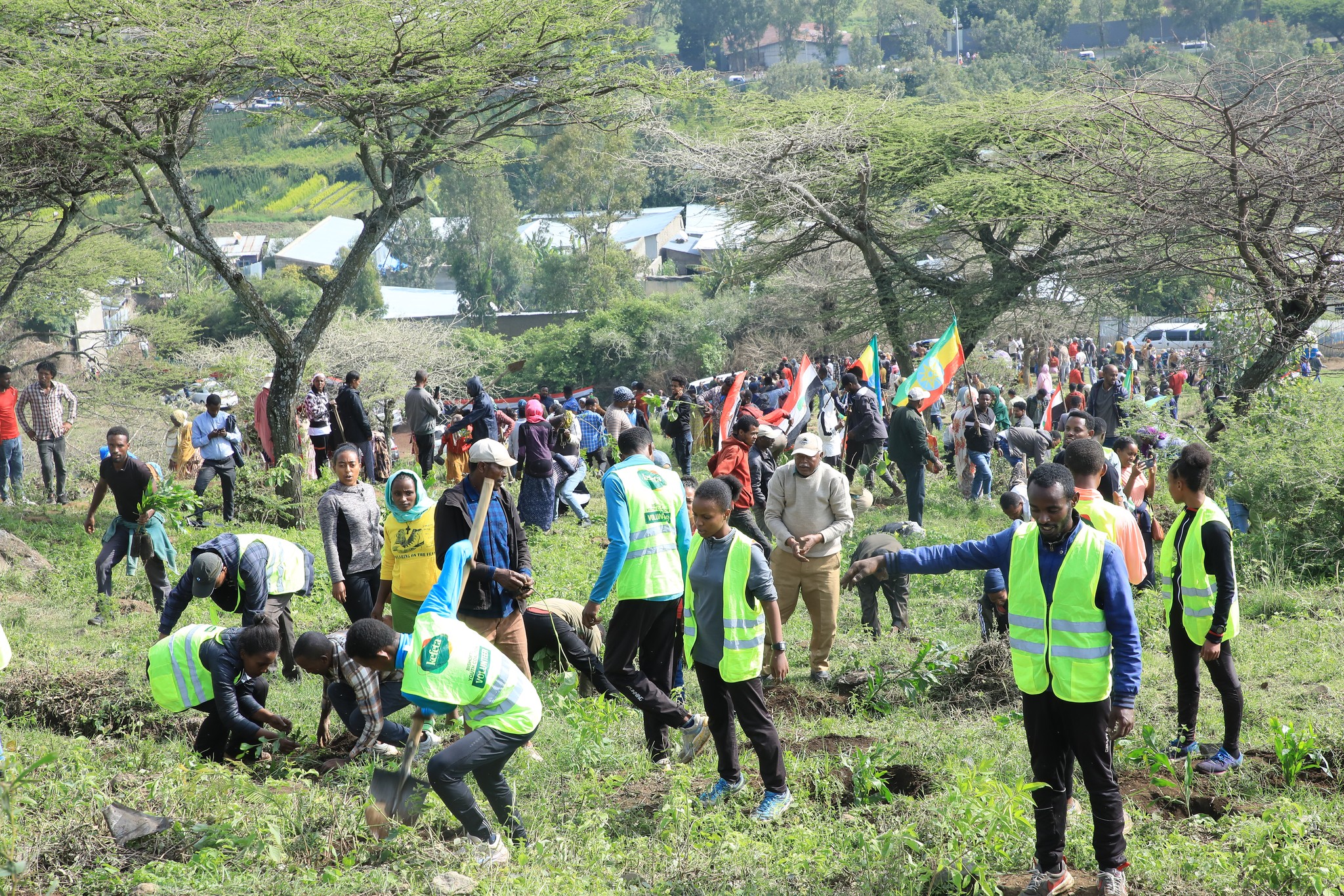 Biqiltuu dhaabuun gocha biyya dhaabuu fi dhalootaaf kennaa dhaaluudha ...