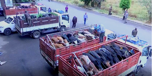 ወደ አገር ቤት የመጡ የዳያስፖራ አባላት ለመከላከያ ሰራዊት 50 ሰንጋዎችን ድጋፍ አደረጉ - ኢዜአ አማርኛ - ENA